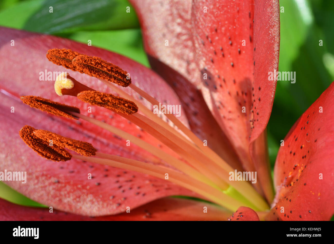 Close up of stamen and pistil of Lily flower Stock Photo - Alamy