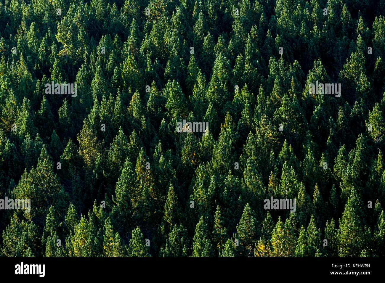 Trees in castilla and leon hi-res stock photography and images - Alamy