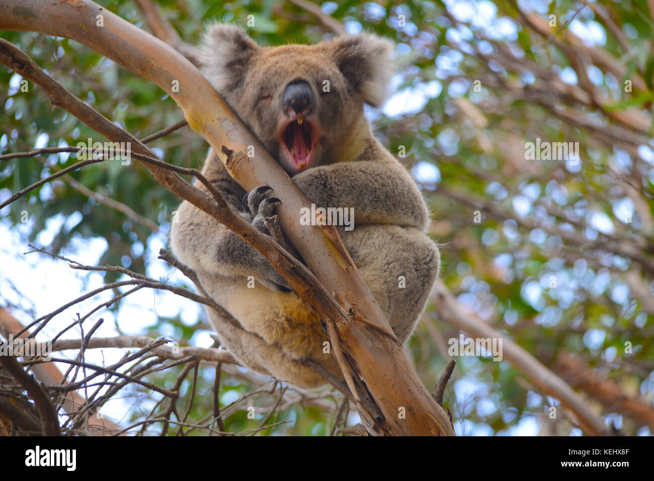 Koalas in the forests of Kangaroo Island, South Australia. You can hear ...