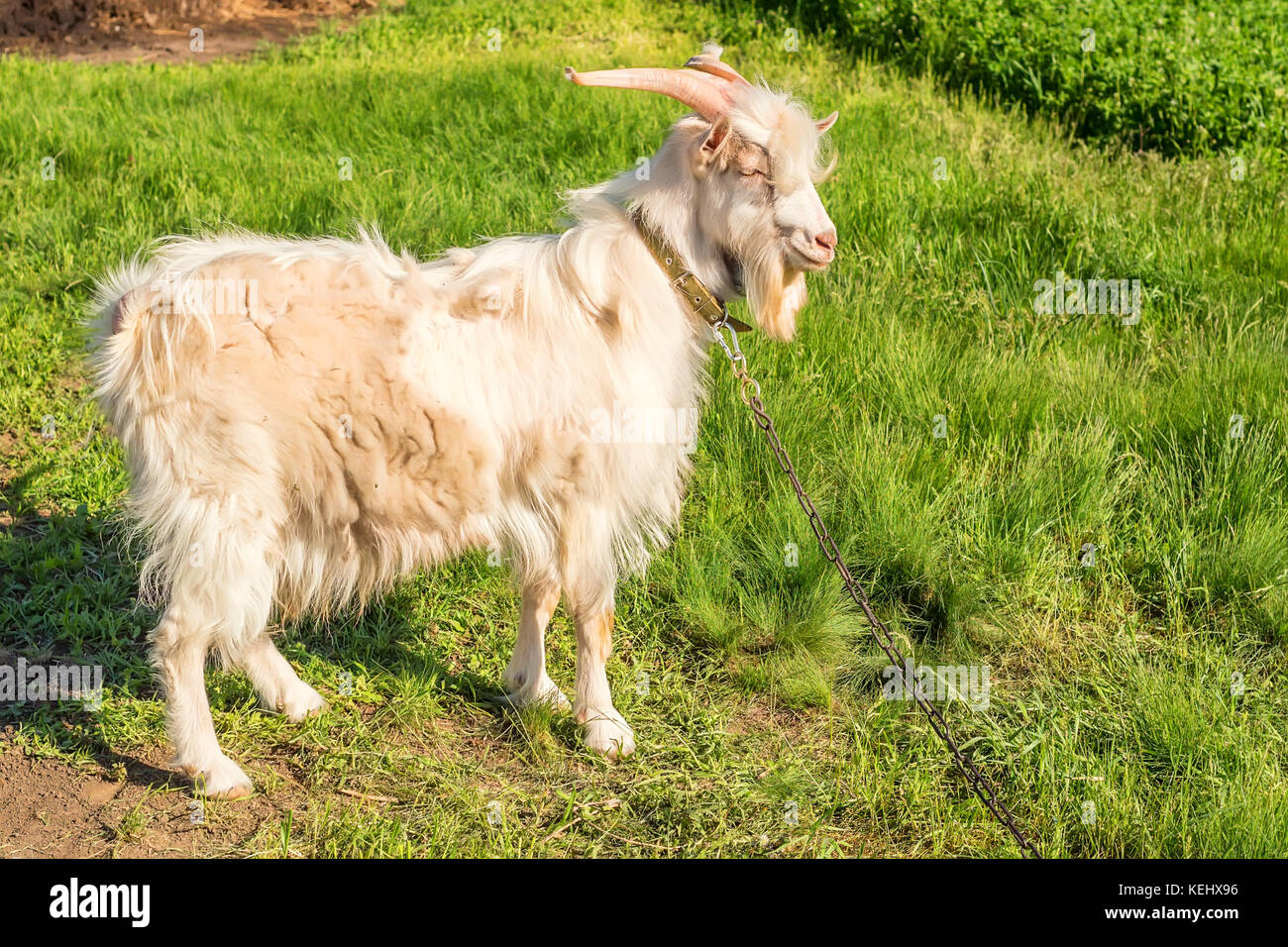 White male goat grazing Stock Photo - Alamy