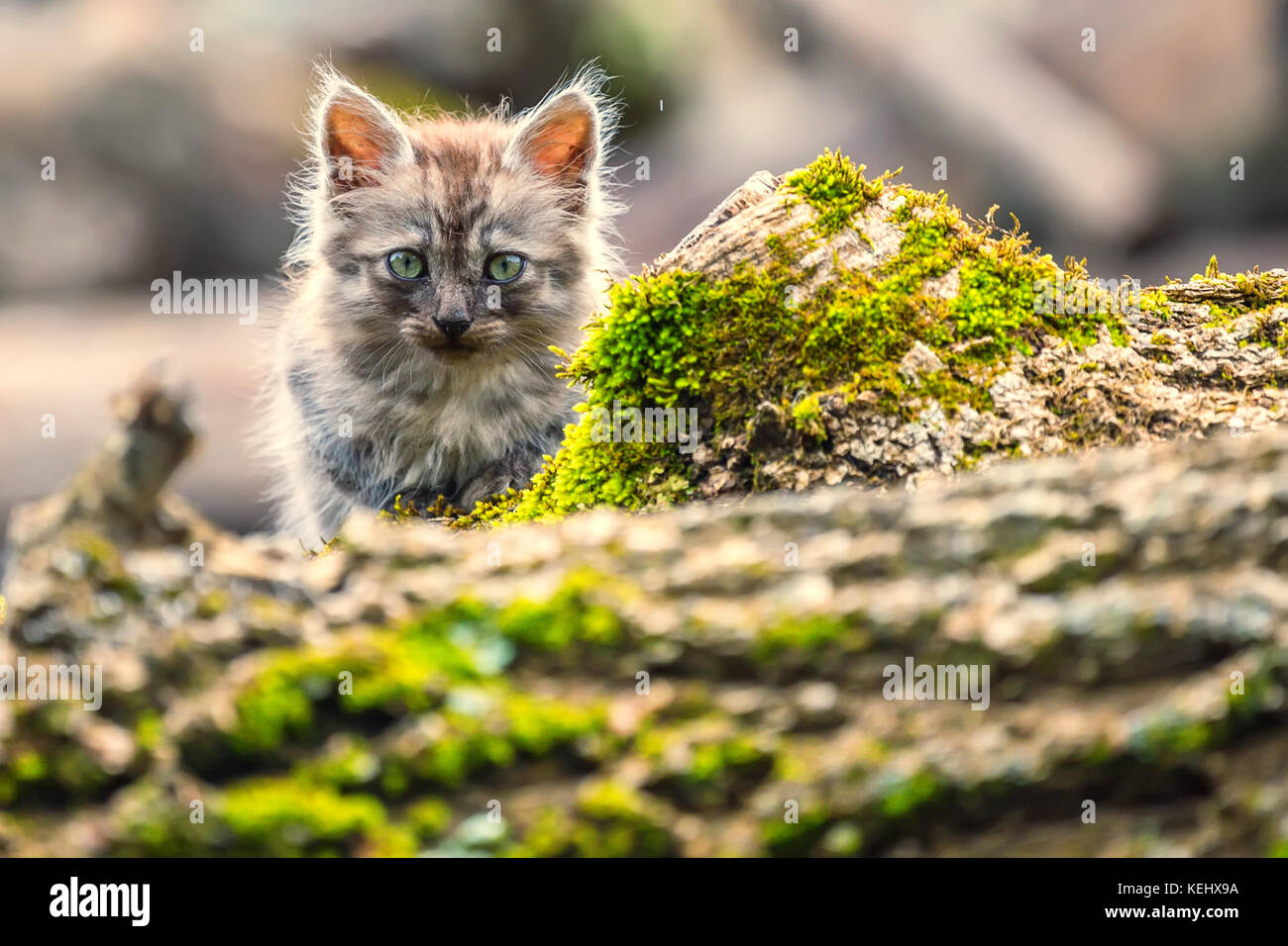 Miserable animals hi-res stock photography and images - Alamy