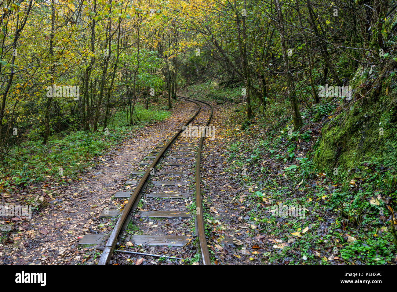 Railroad tracks cut through autumn woods Stock Photo - Alamy