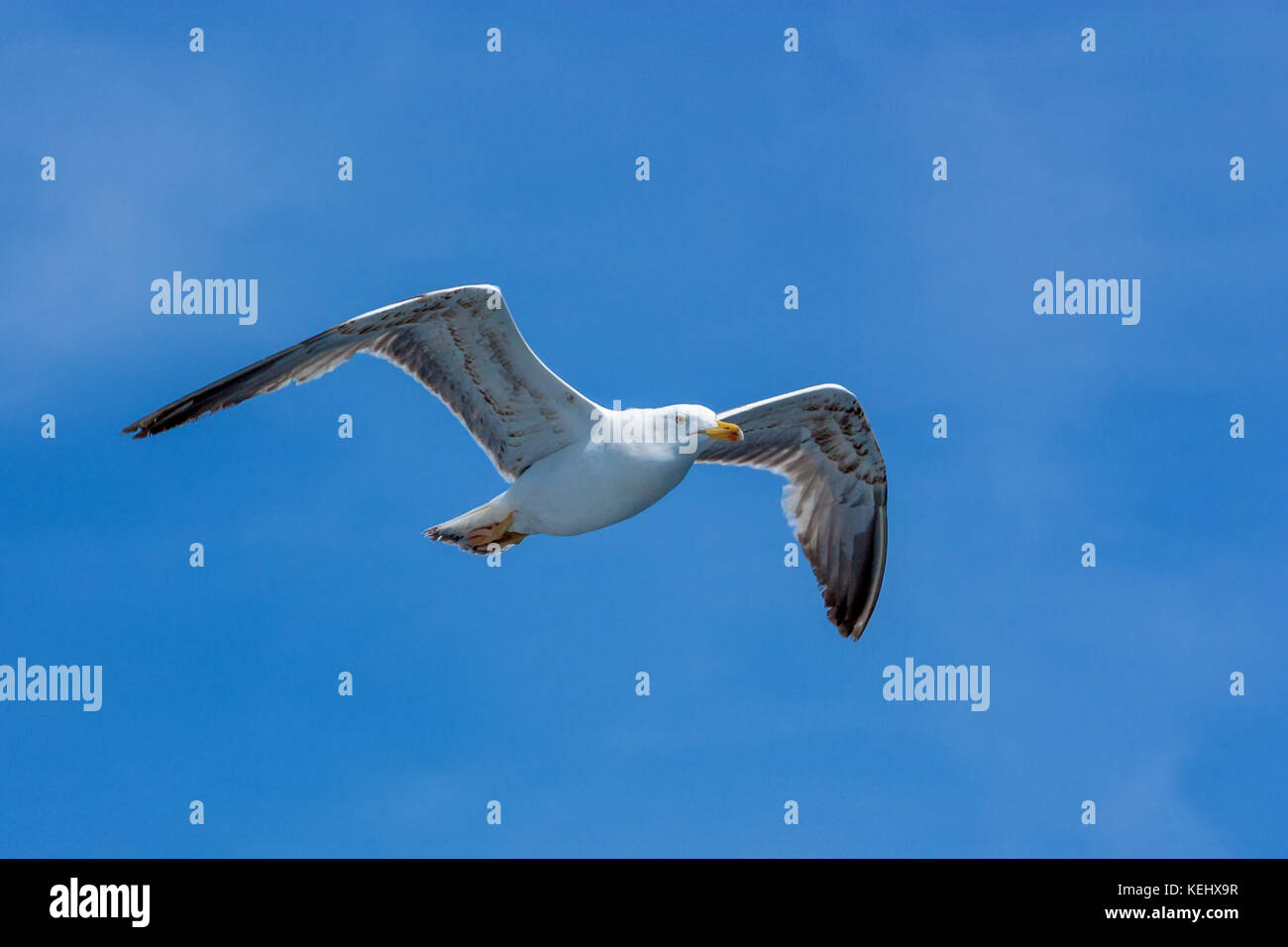 Seagull hovers in sky Stock Photo - Alamy