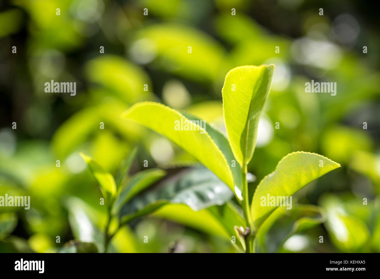 Close-up photograph of tea plant Stock Photo - Alamy