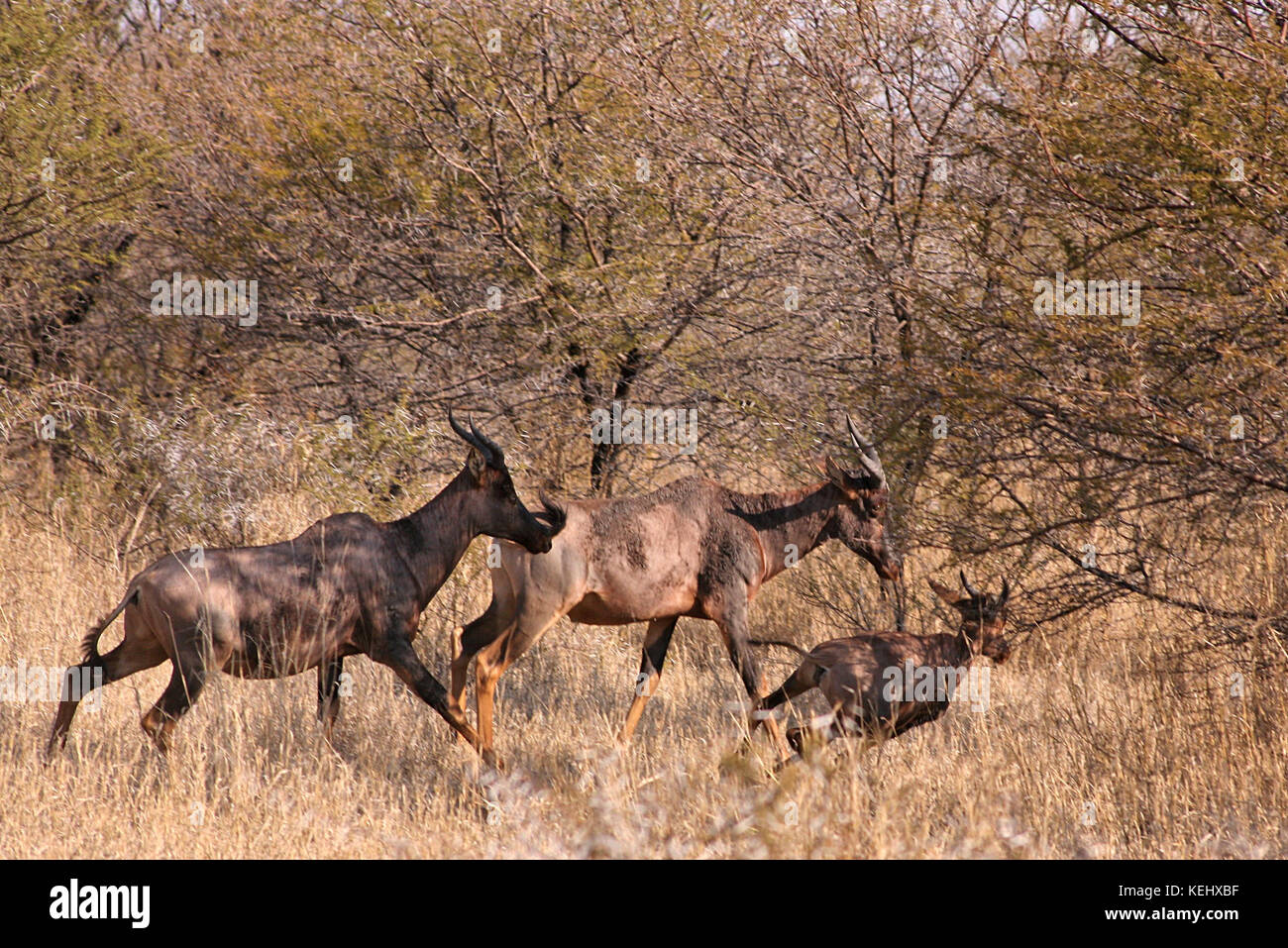 Herd of Tsessebe Antelopes running throught the bush in Limpopo ...