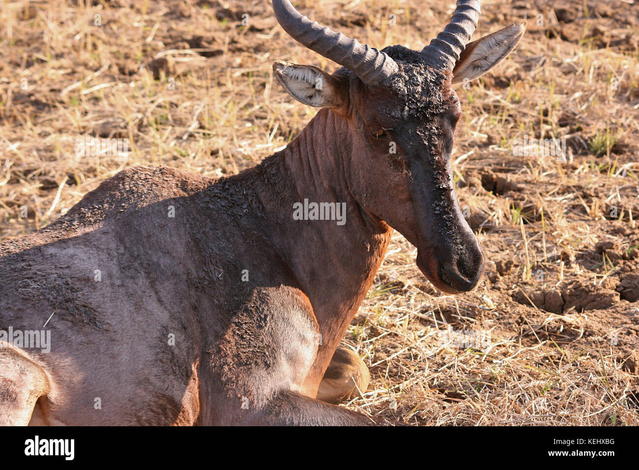 Tsessebe Antelope laying down in Limpopo Province, South Africa Stock ...