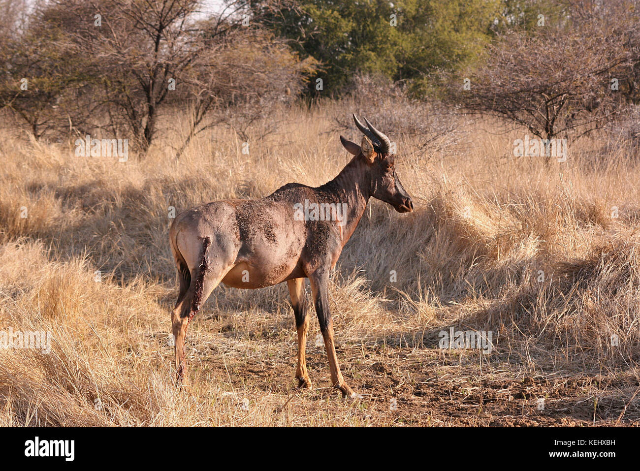 Tsessebe Antelope standing in Limpopo Province, South Africa Stock ...