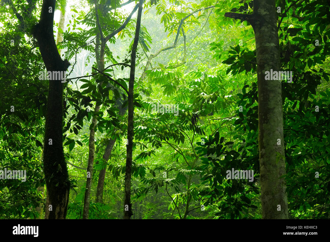 Tropical rain forest view in a morning Stock Photo - Alamy