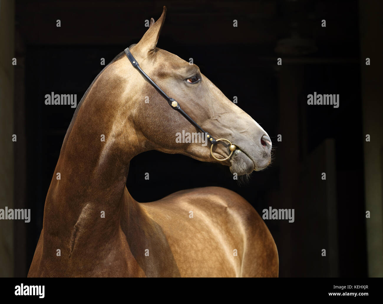 Achal tekkiners hi-res stock photography and images - Alamy