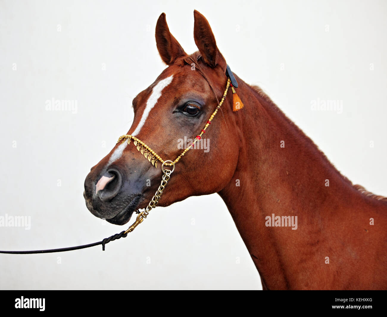 Arabian Thoroughbred Horse wearing a show halter Stock Photo - Alamy