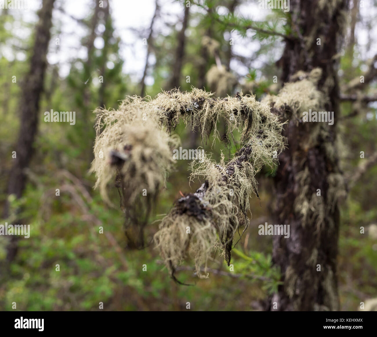 Amazing white moss that grows on Christmas trees, Altai, Russia Stock ...