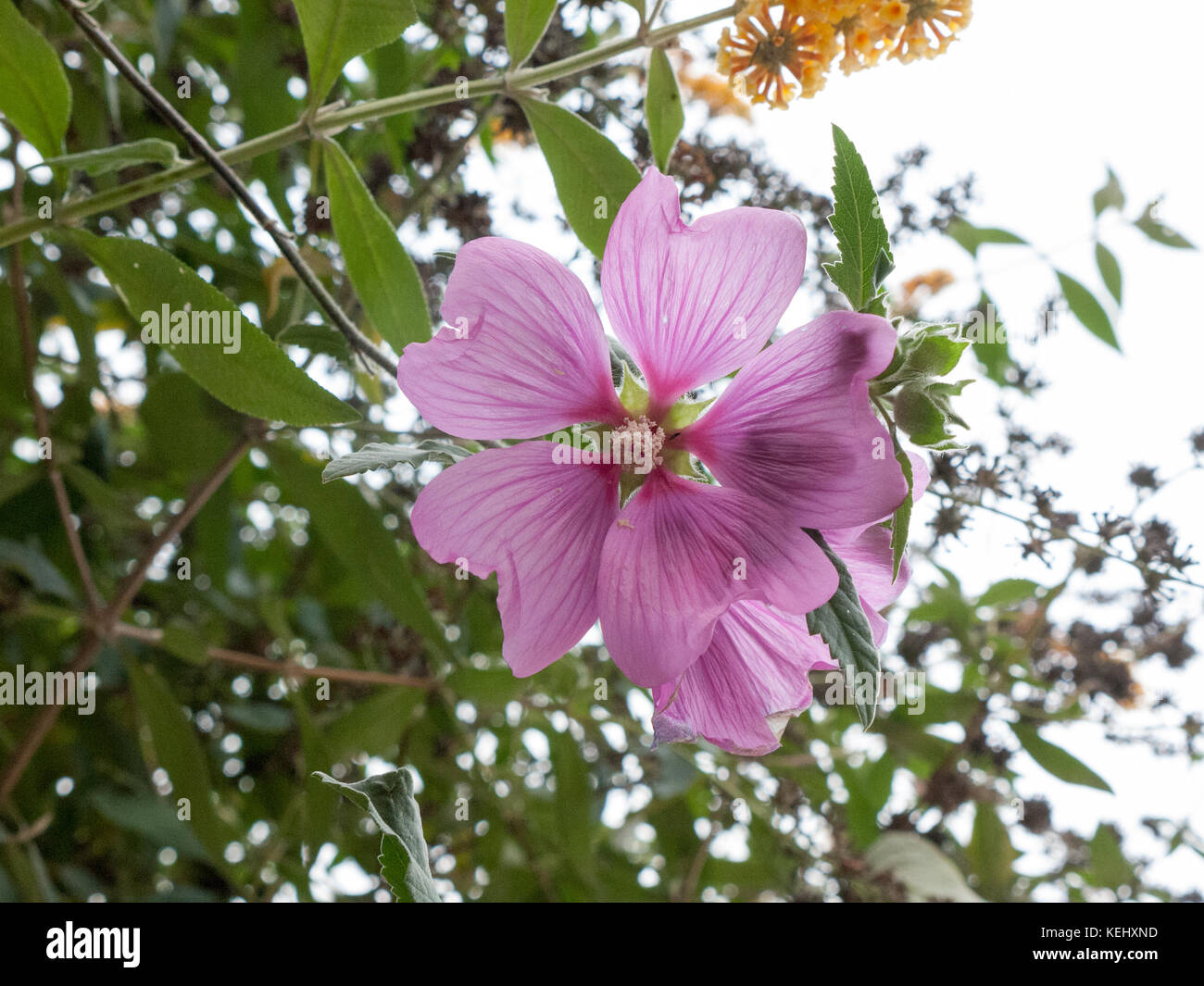 beautiful up close big flower head of common mallow plant; essex ...