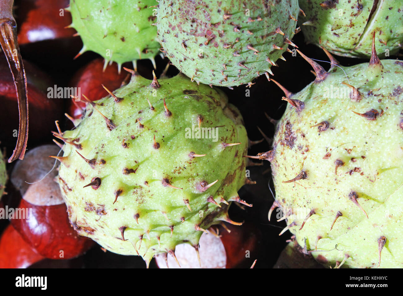 Wild chestnut. Chestnuts as background Stock Photo - Alamy