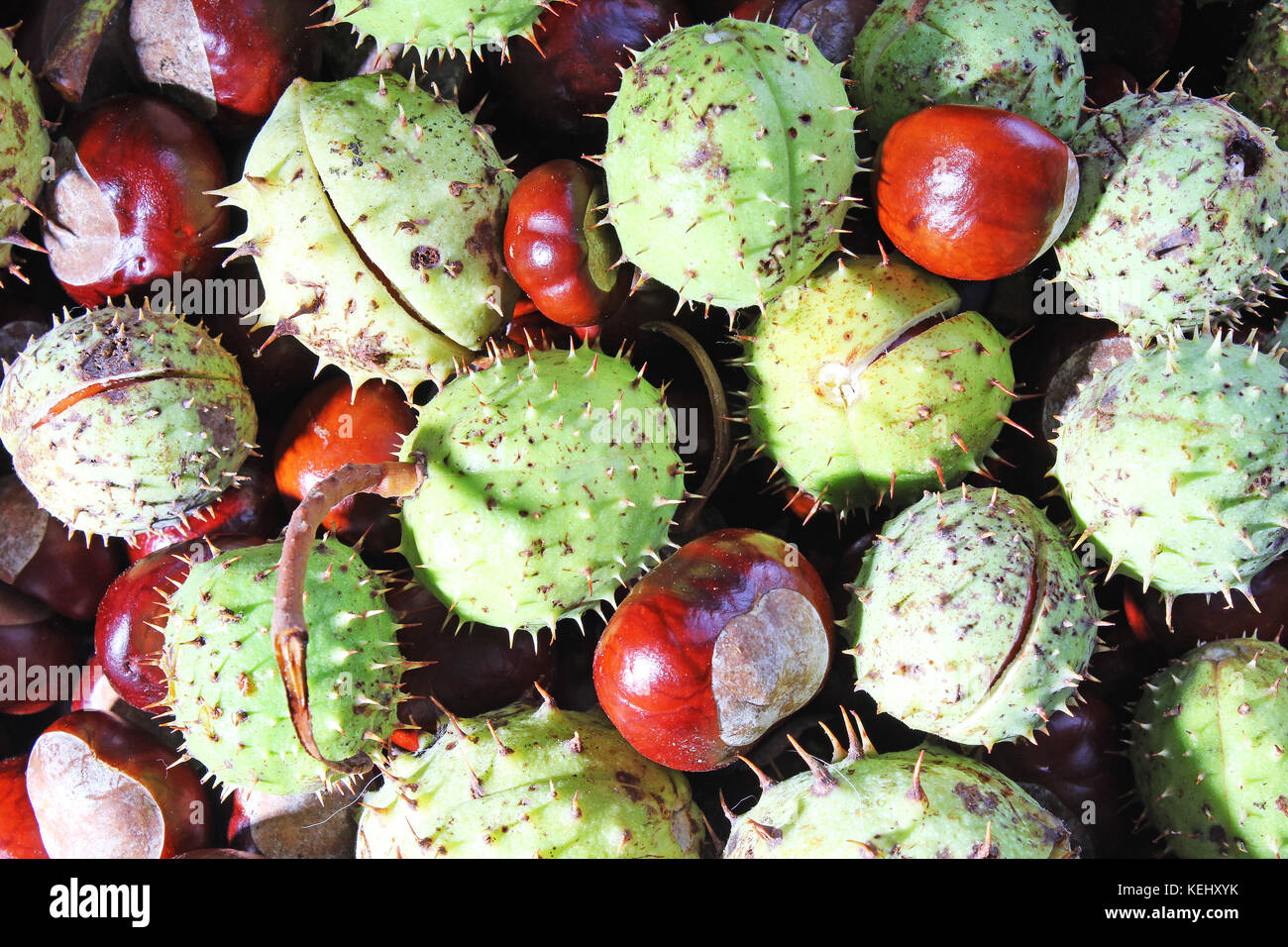 Wild chestnut. Chestnuts as background Stock Photo - Alamy
