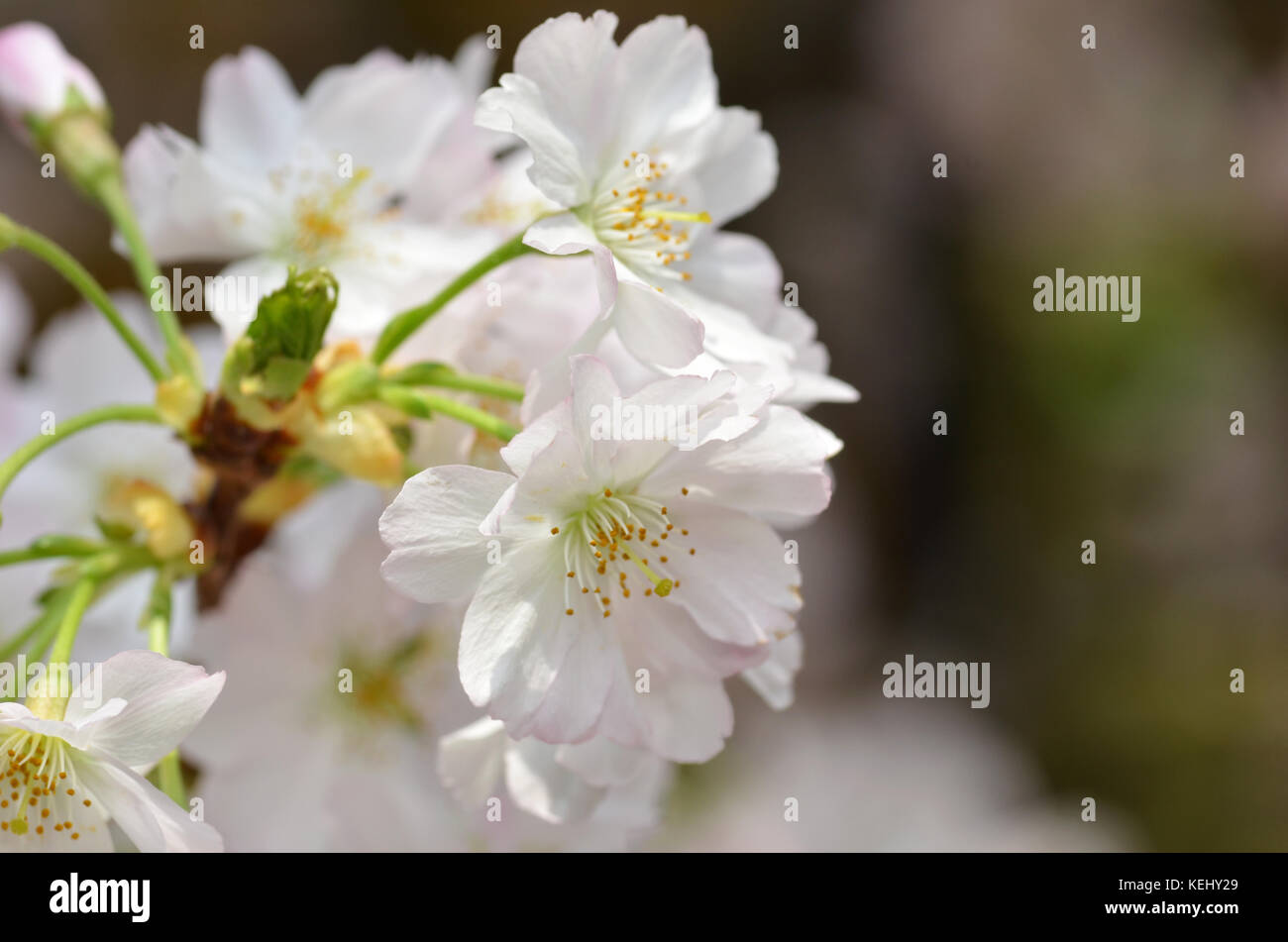 Spring flowers series, Beautiful Cherry blossom Stock Photo - Alamy