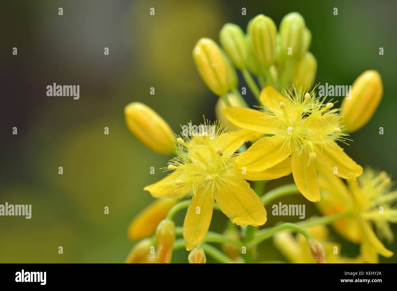 S. African plant Bulbine natalensis also known with common name Bulbine ...
