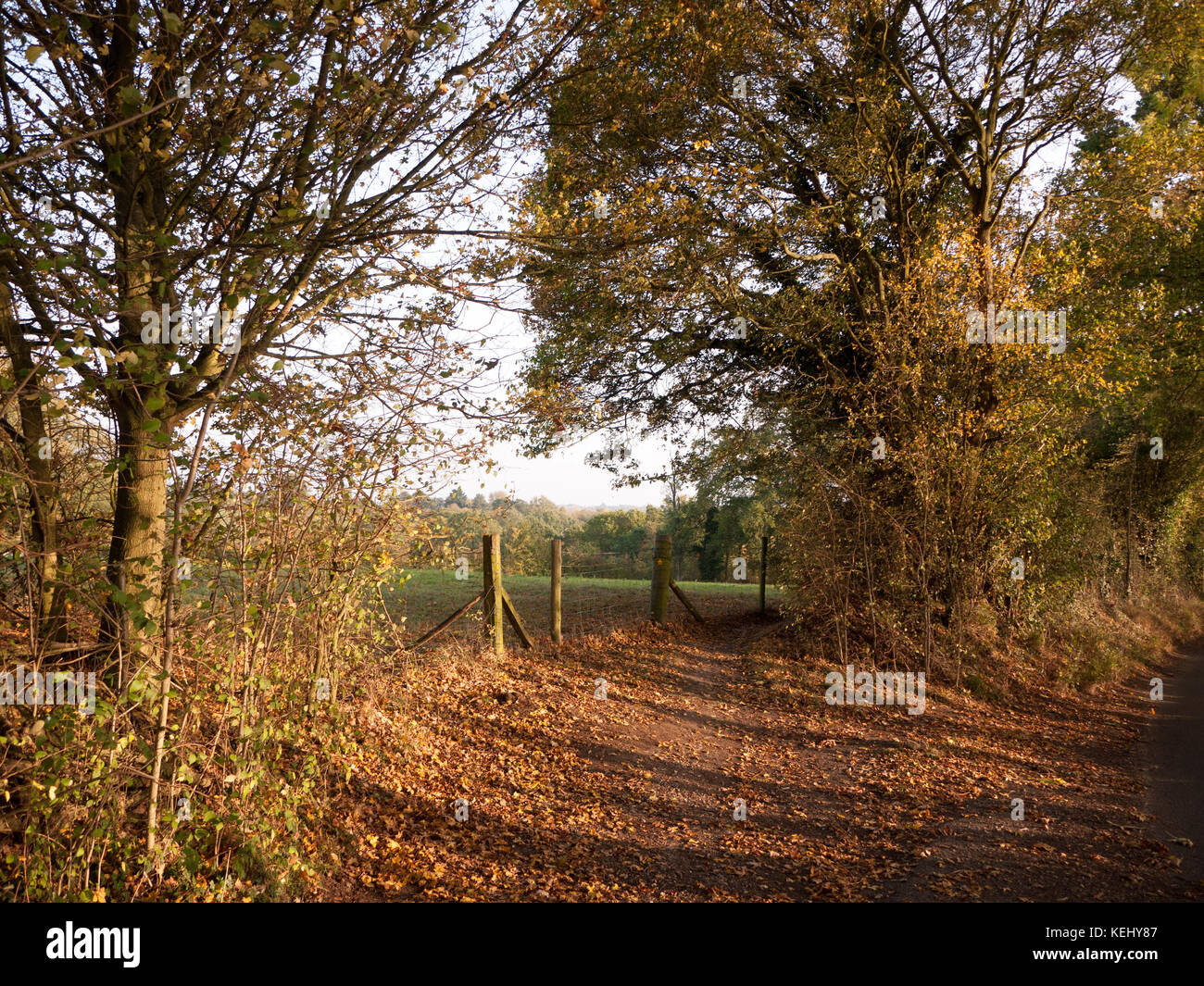 beautiful golden horizontal path autumn leaf golden trees; essex ...