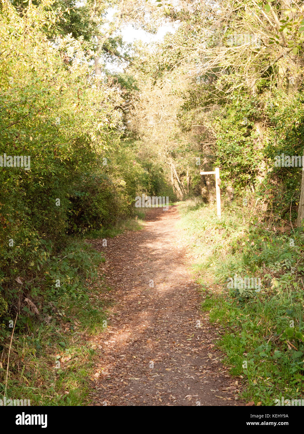 summer sun light lit country path with wooden sign ahead; essex ...