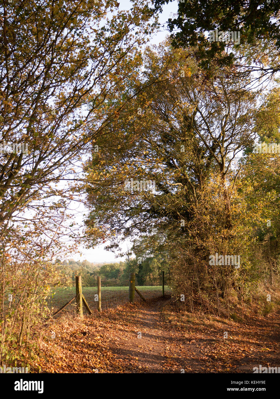 beautiful autumn tree golden leaf scene outside country walkway; essex ...