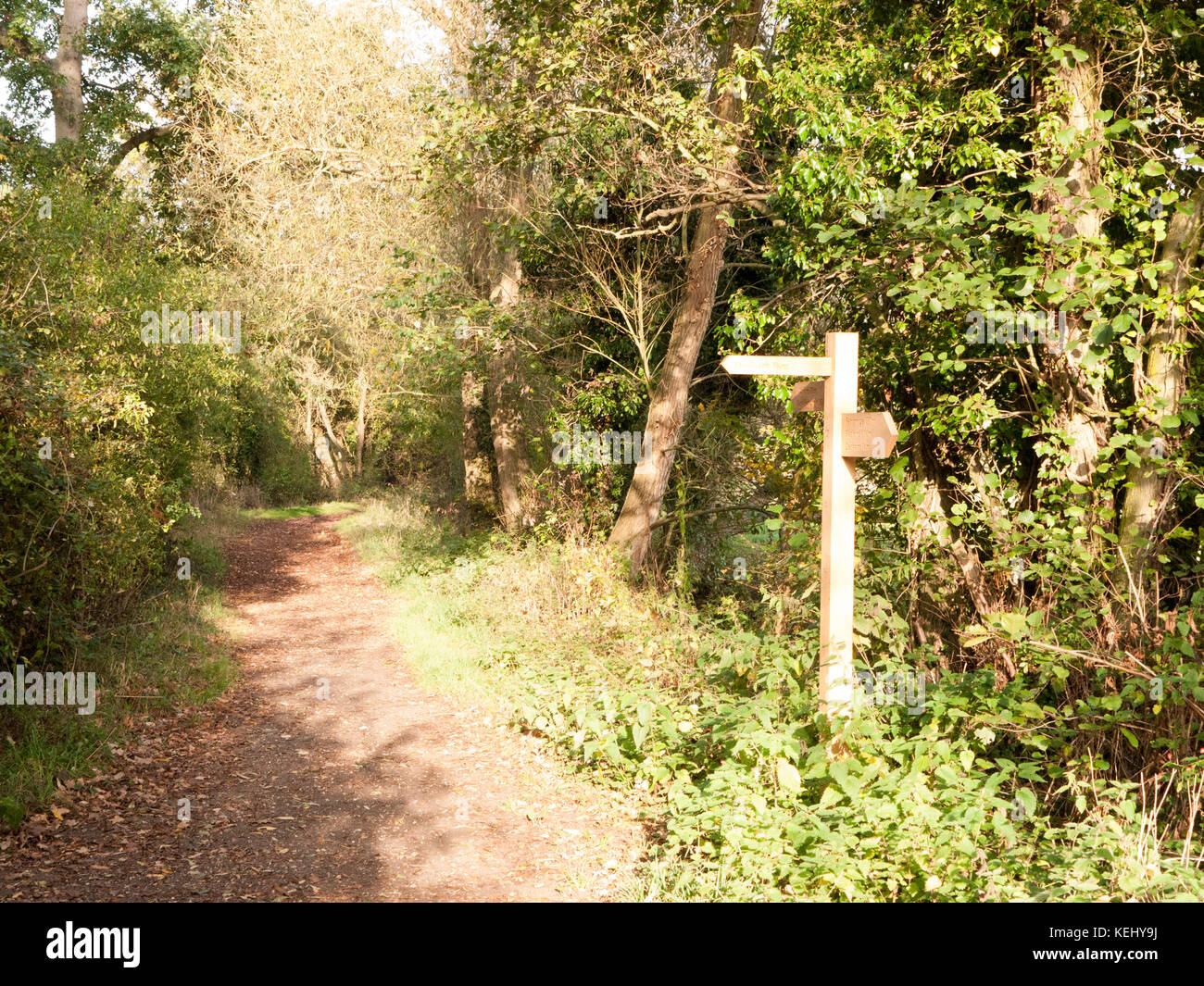 summer sun light lit country path with wooden sign ahead; essex ...