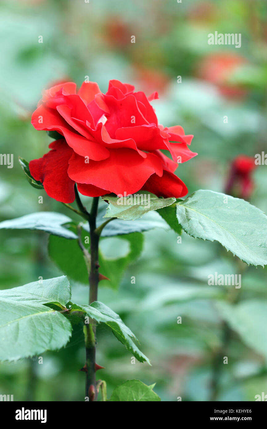 red rose flower garden spring season Stock Photo - Alamy