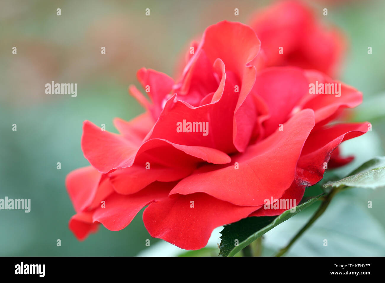 Red rose spring hi-res stock photography and images - Alamy