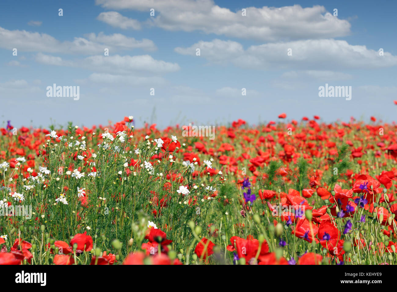 wild flowers meadow spring season Stock Photo - Alamy