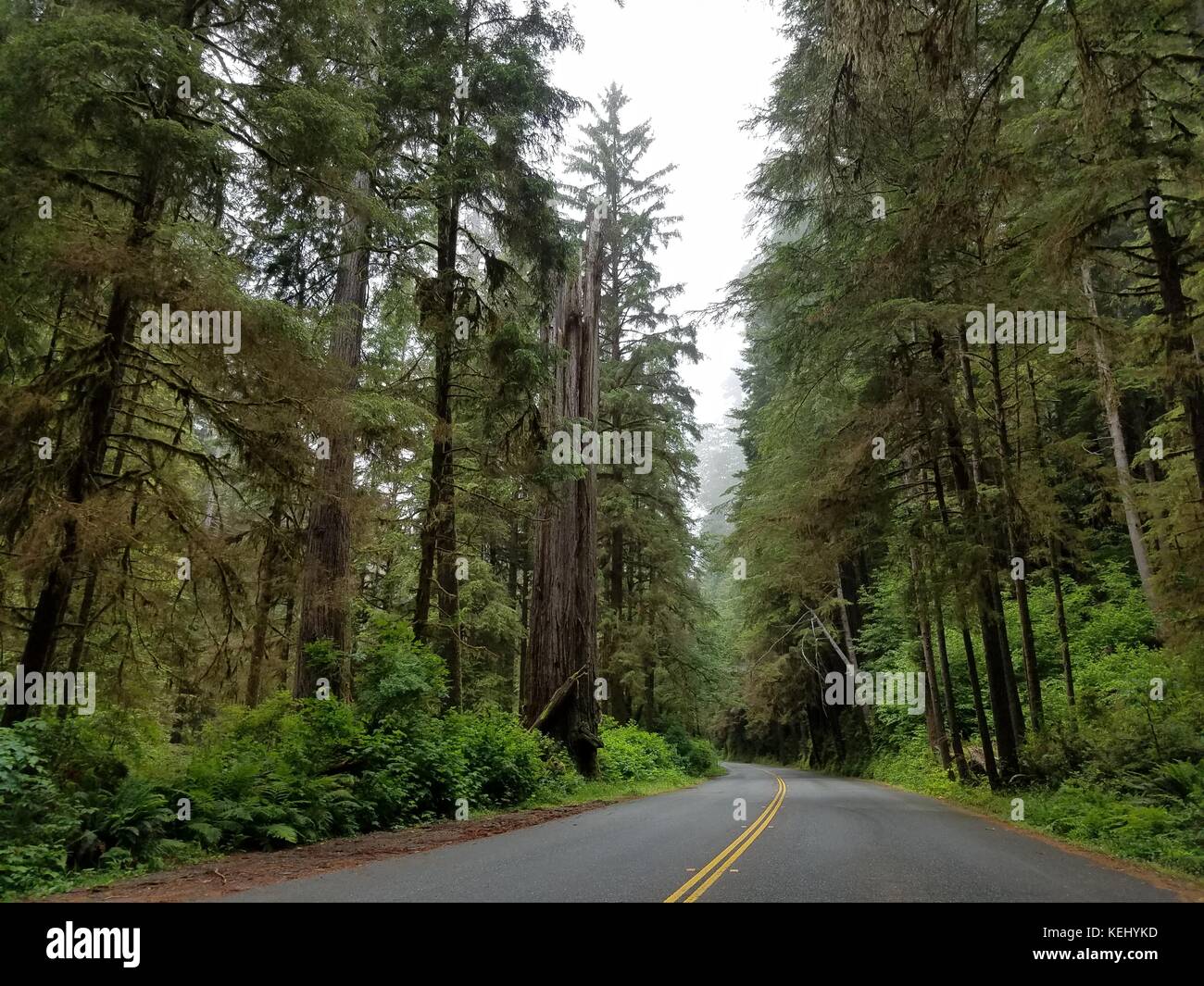 Redwood Forest Highway Avenue Giants High Resolution Stock Photography ...