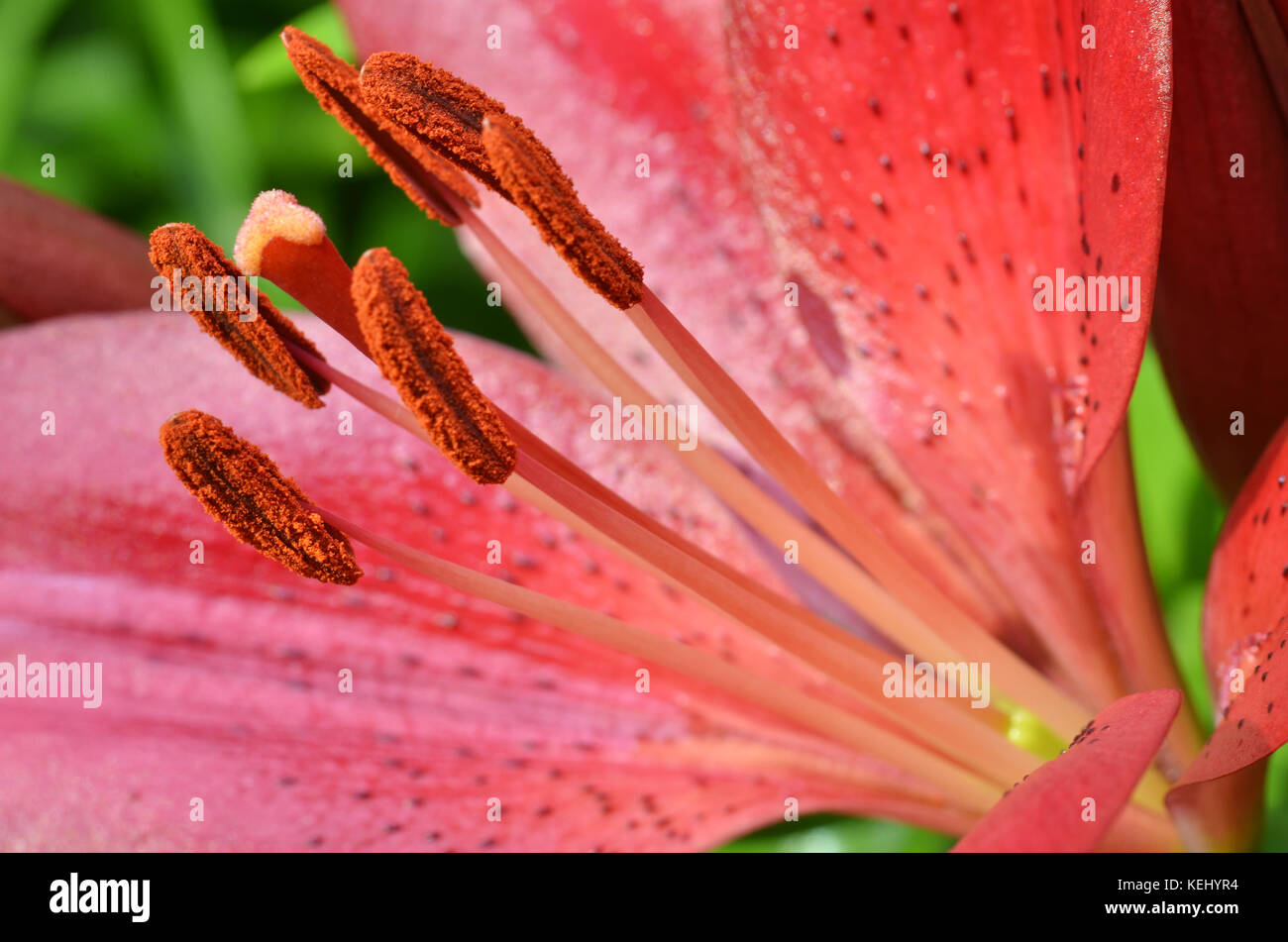 Close up of stamen and pistil of Lily flower Stock Photo - Alamy