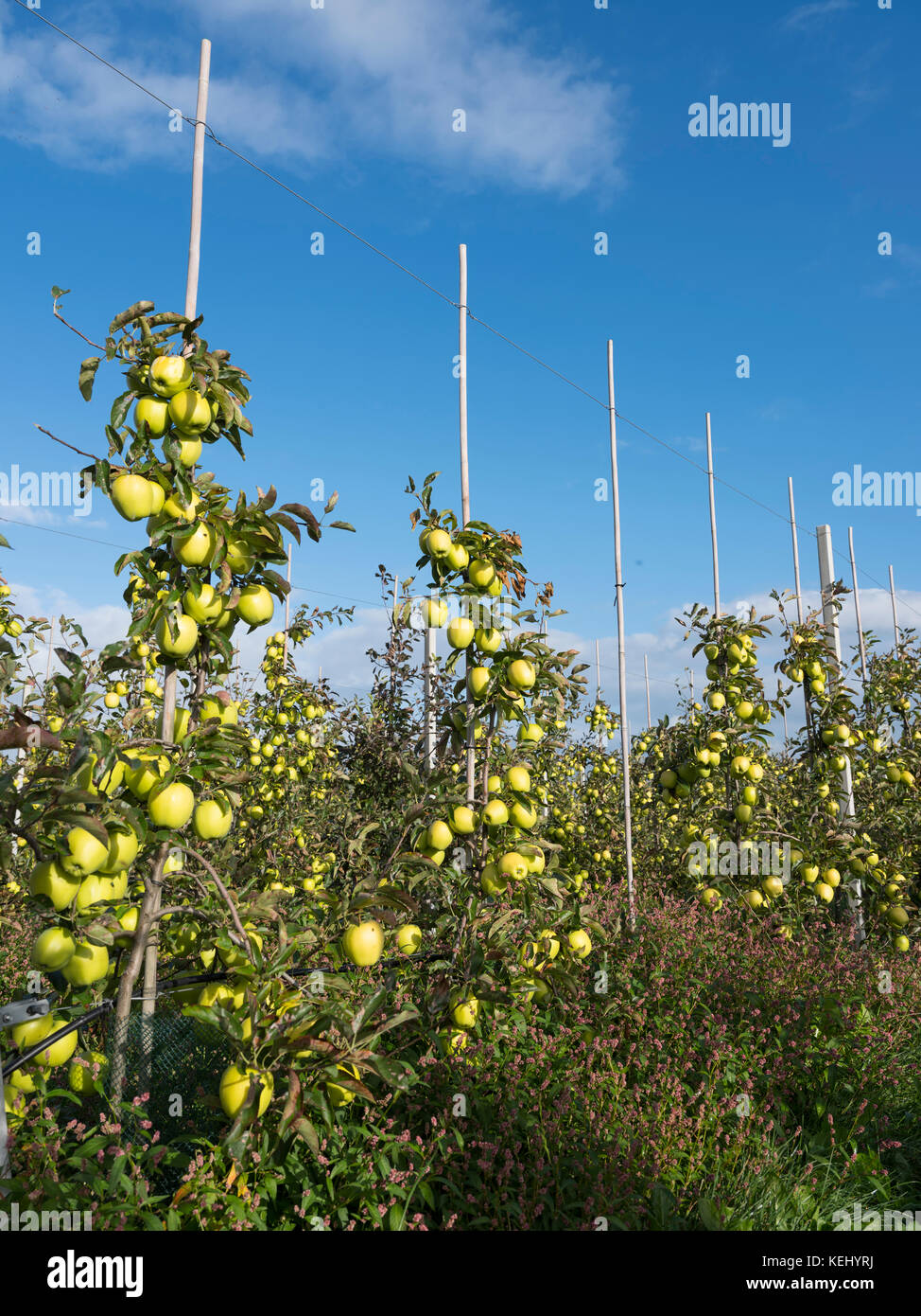 yellow golden delicious apples in dutch fruit orchard under blue sky in ...