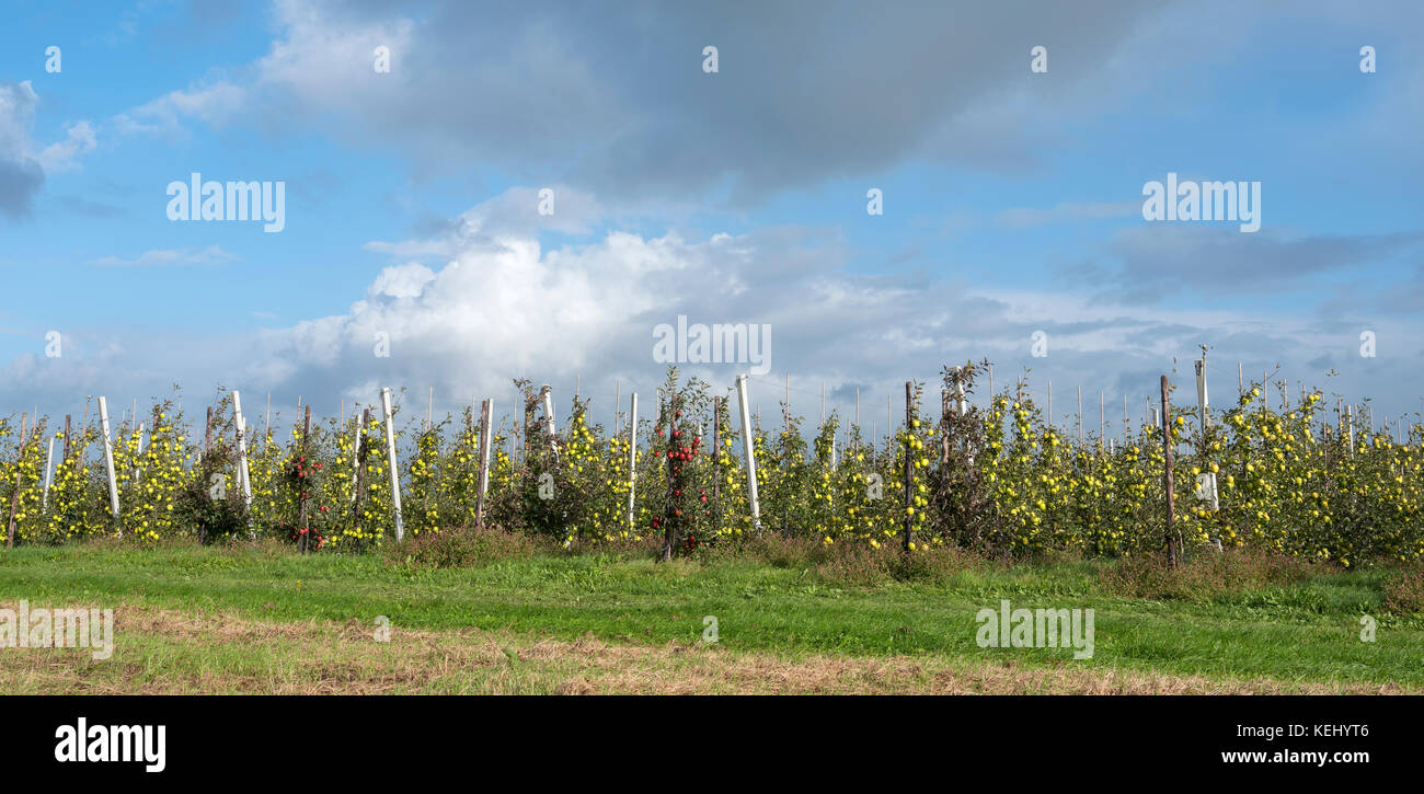 yellow golden delicious apples in dutch fruit orchard under blue sky in ...