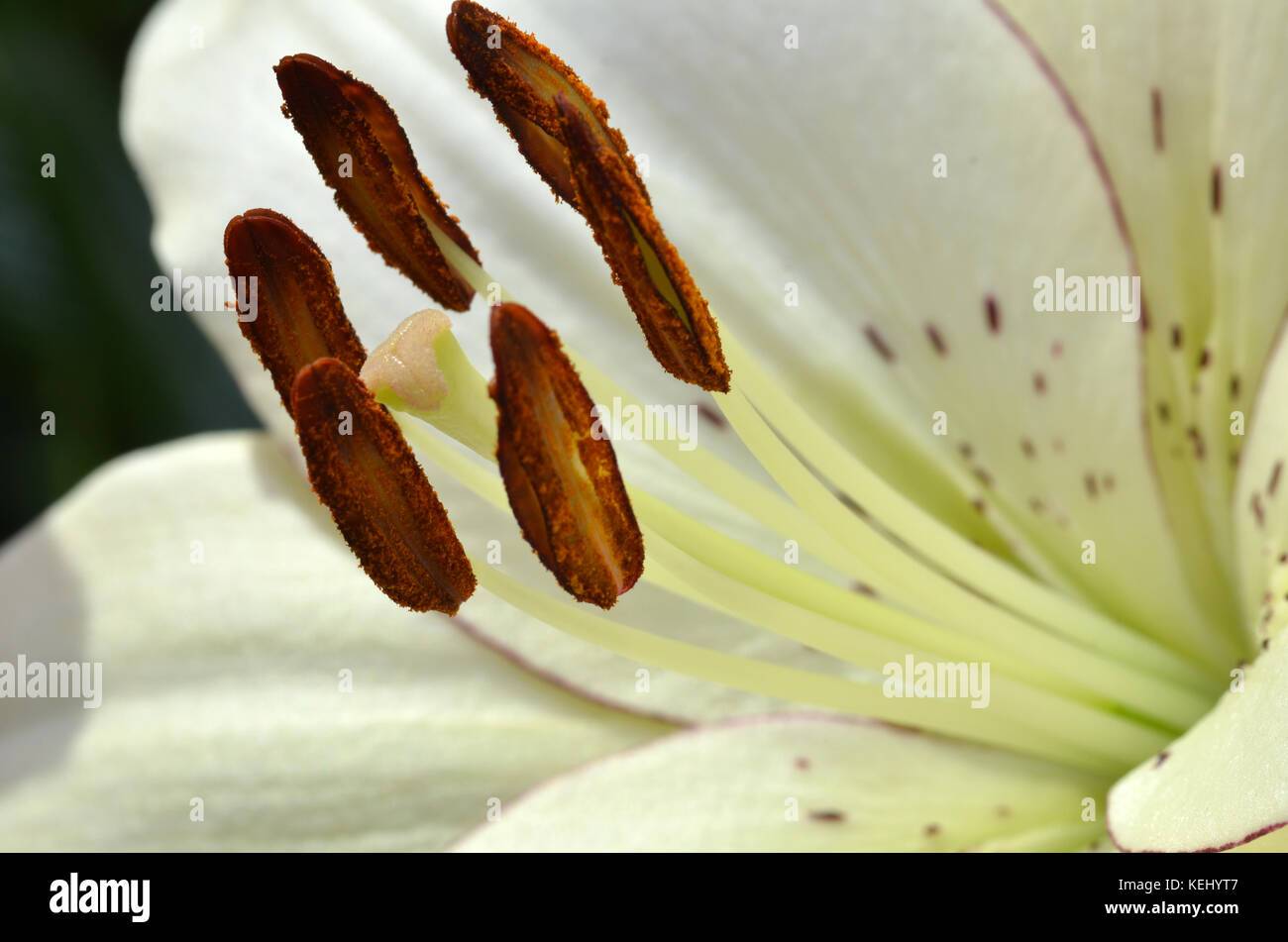Close up of stamen and pistil of Lily flower Stock Photo - Alamy