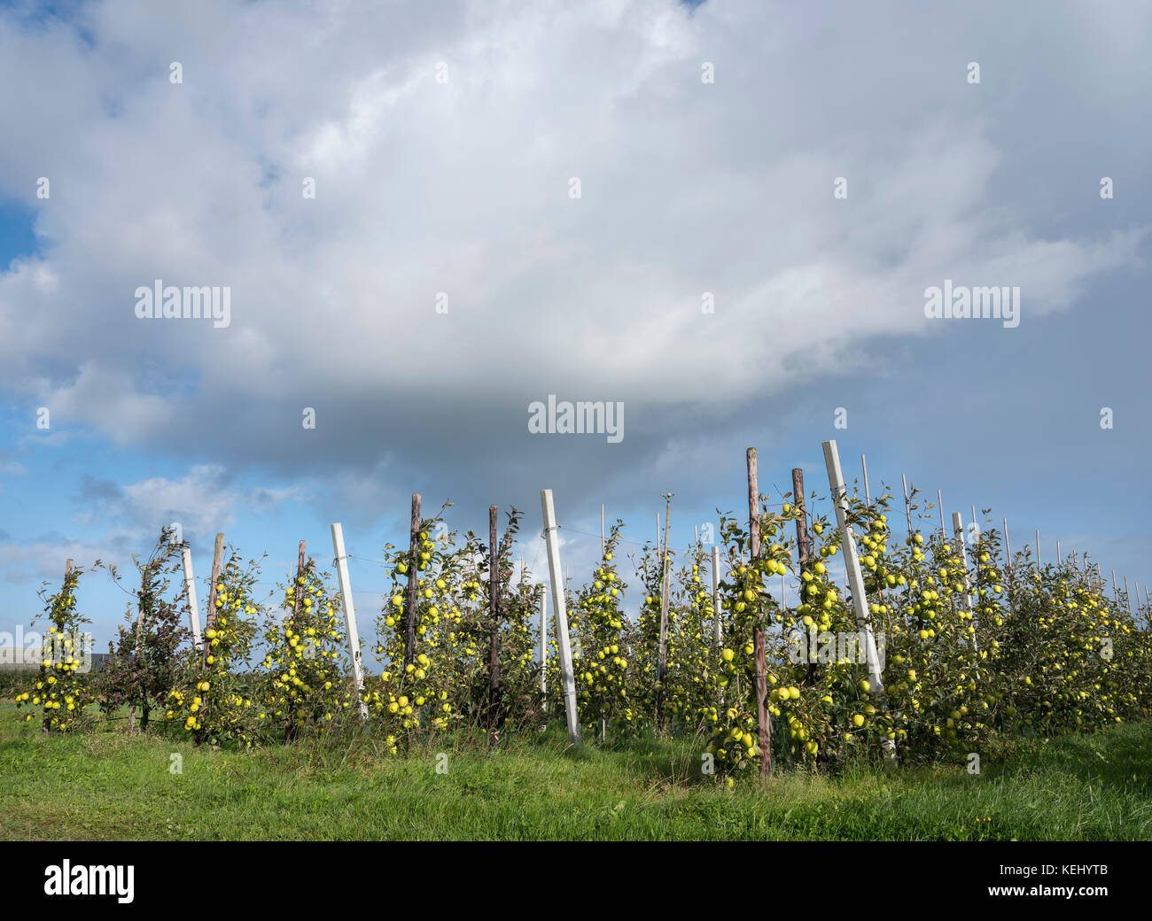 yellow golden delicious apples in dutch fruit orchard under blue sky in ...