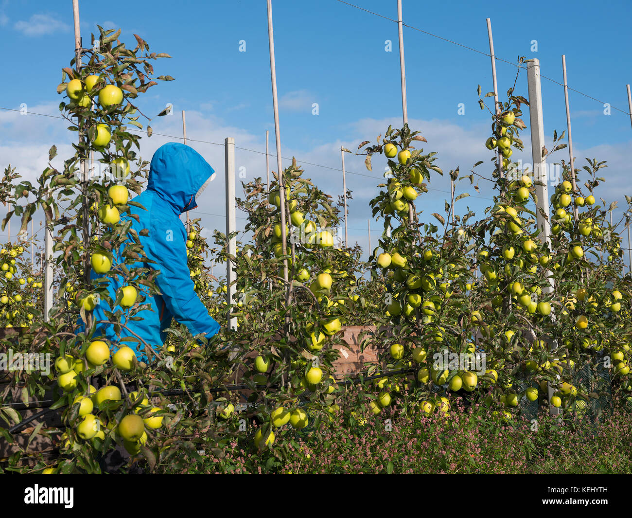 Dutch fruit hi-res stock photography and images - Alamy