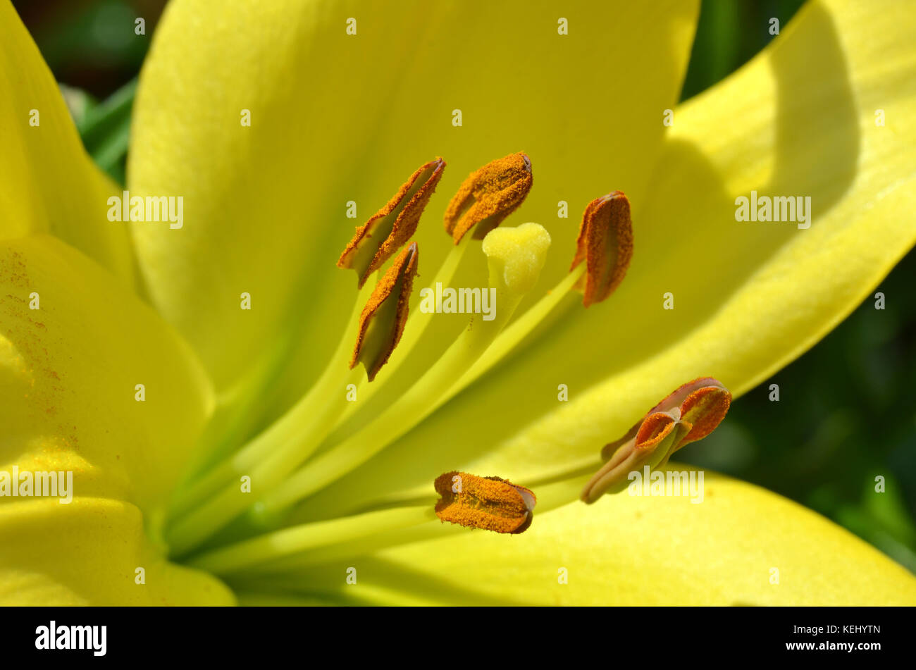 Close up of Stamen and pistil of Lily flower Stock Photo - Alamy