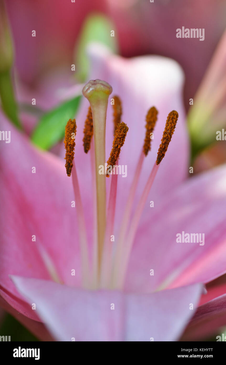 Close up of stamen and pistil of Lily flower Stock Photo - Alamy