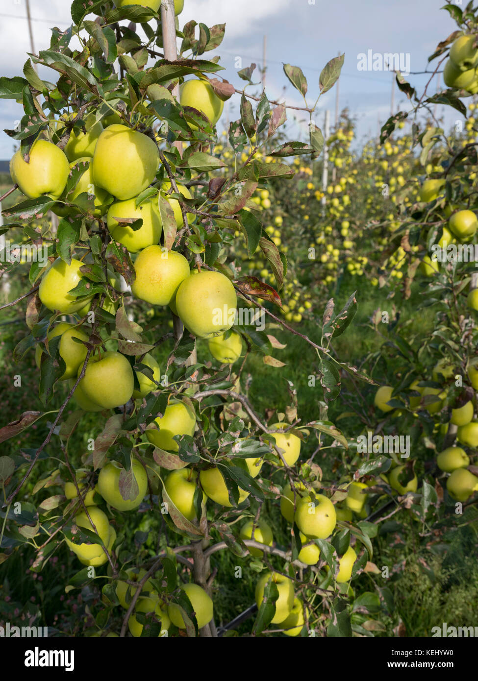 yellow golden delicious apples in dutch fruit orchard under blue sky in ...