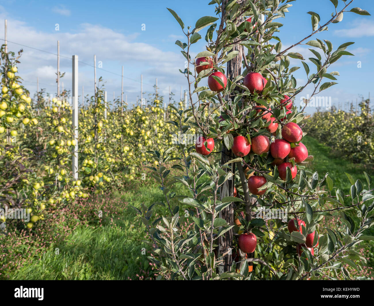 yellow golden delicious apples in dutch fruit orchard under blue sky in ...