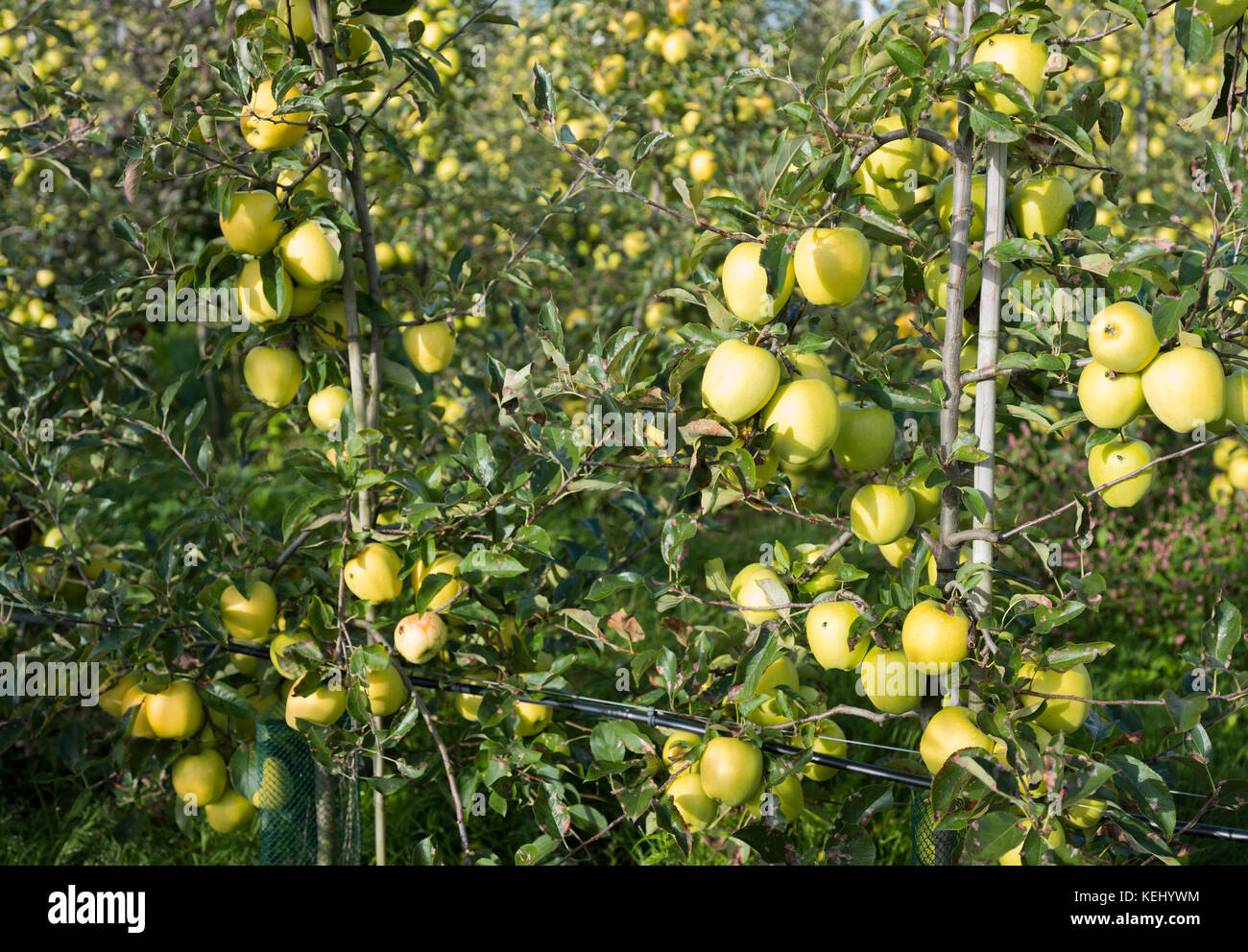 yellow golden delicious apples in dutch fruit orchard under blue sky in ...