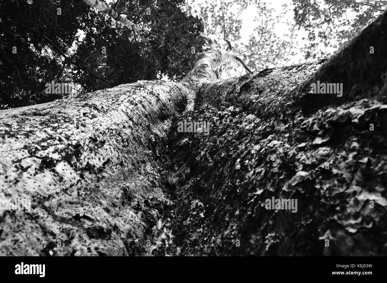 Gnarley tree hi-res stock photography and images - Alamy