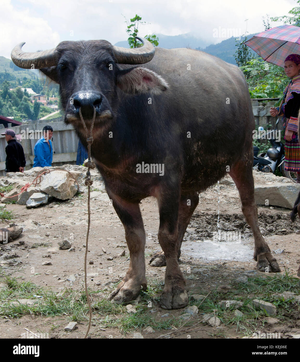 Asian Buffaloes in Northern Vietnam Stock Photo - Alamy