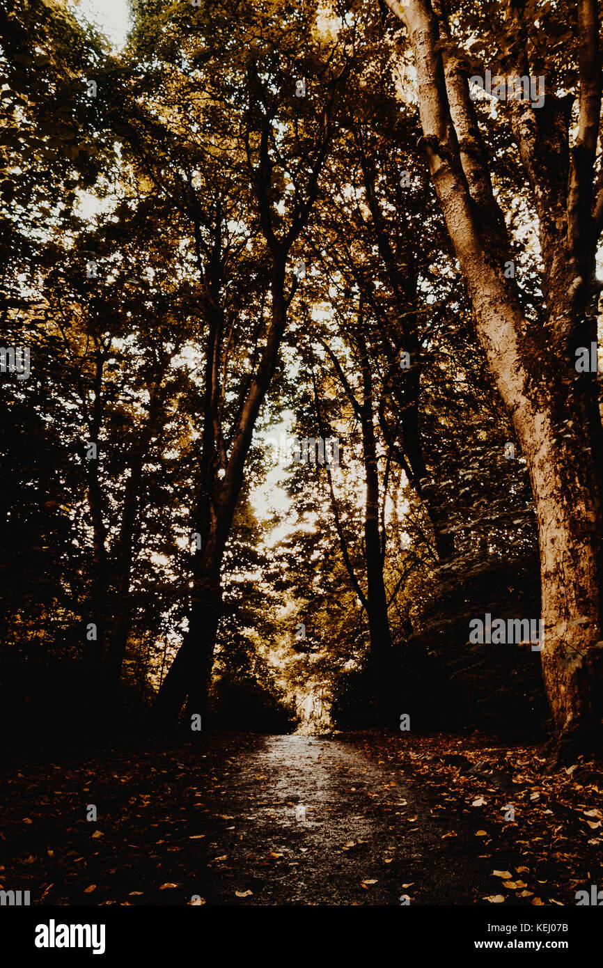 Pathway Through Autumnal Trees in Pollok Country Park. GLASGOW ...