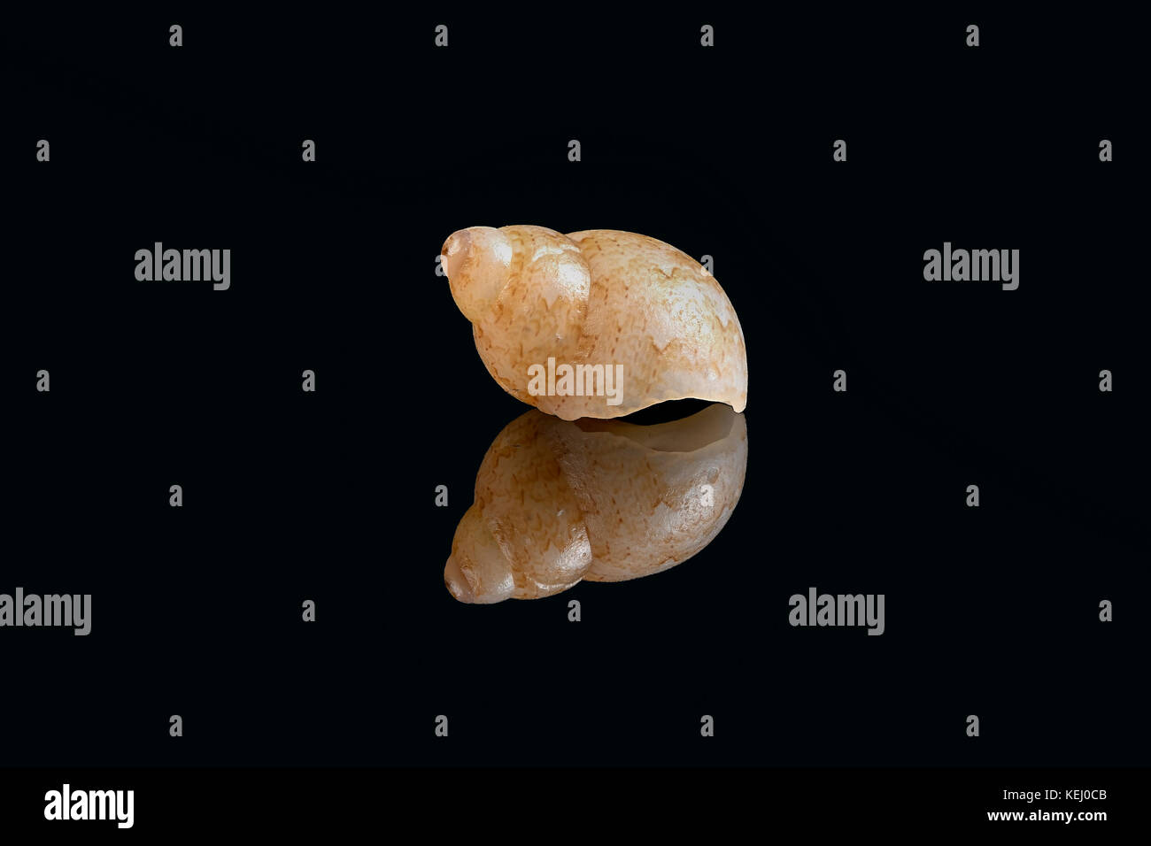 Solid pheasant sea snail (Phasianella solida solida) juvenile on black background, Dubai, UAE ...