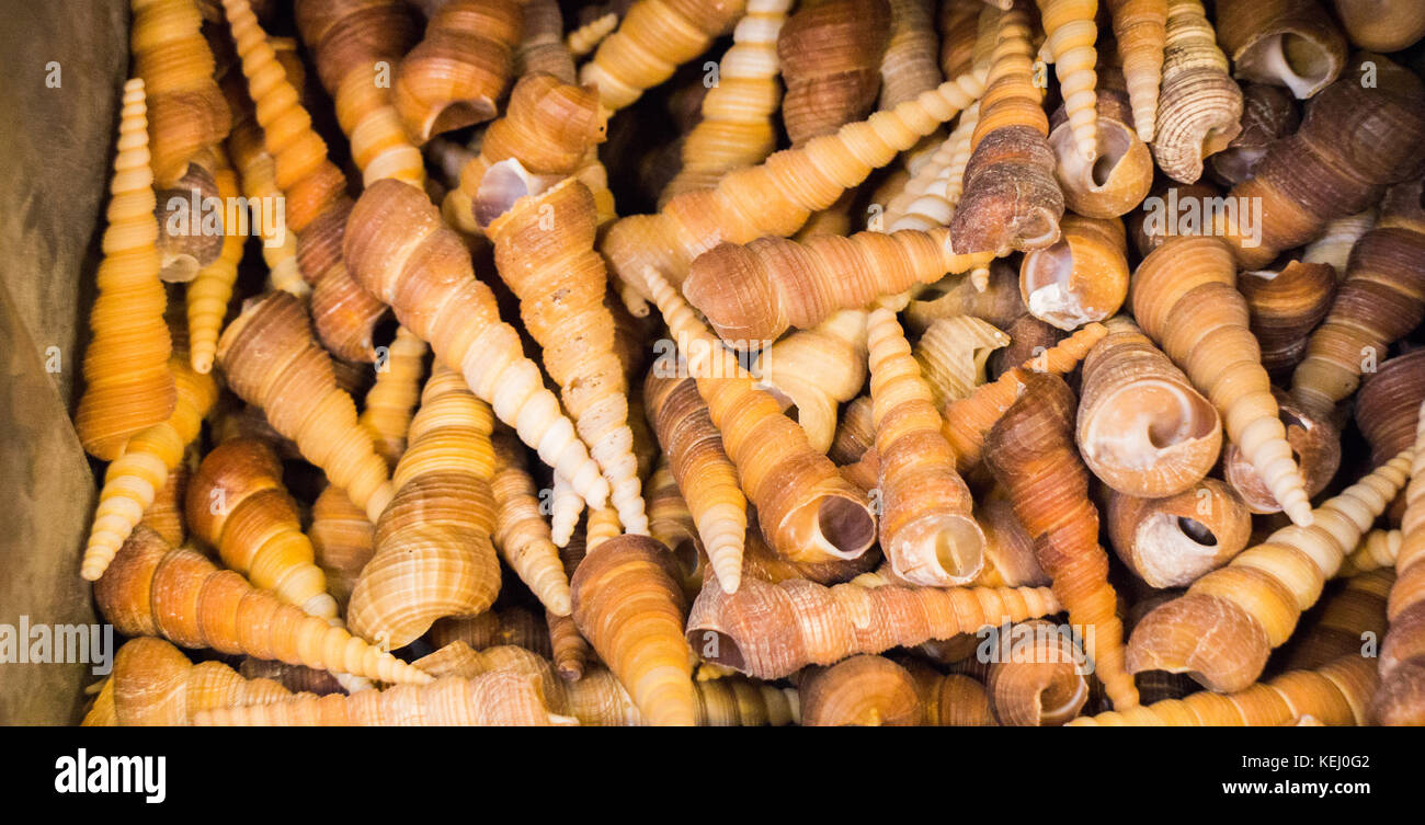 Same type of sea shells collected for decorative purposes Stock Photo ...