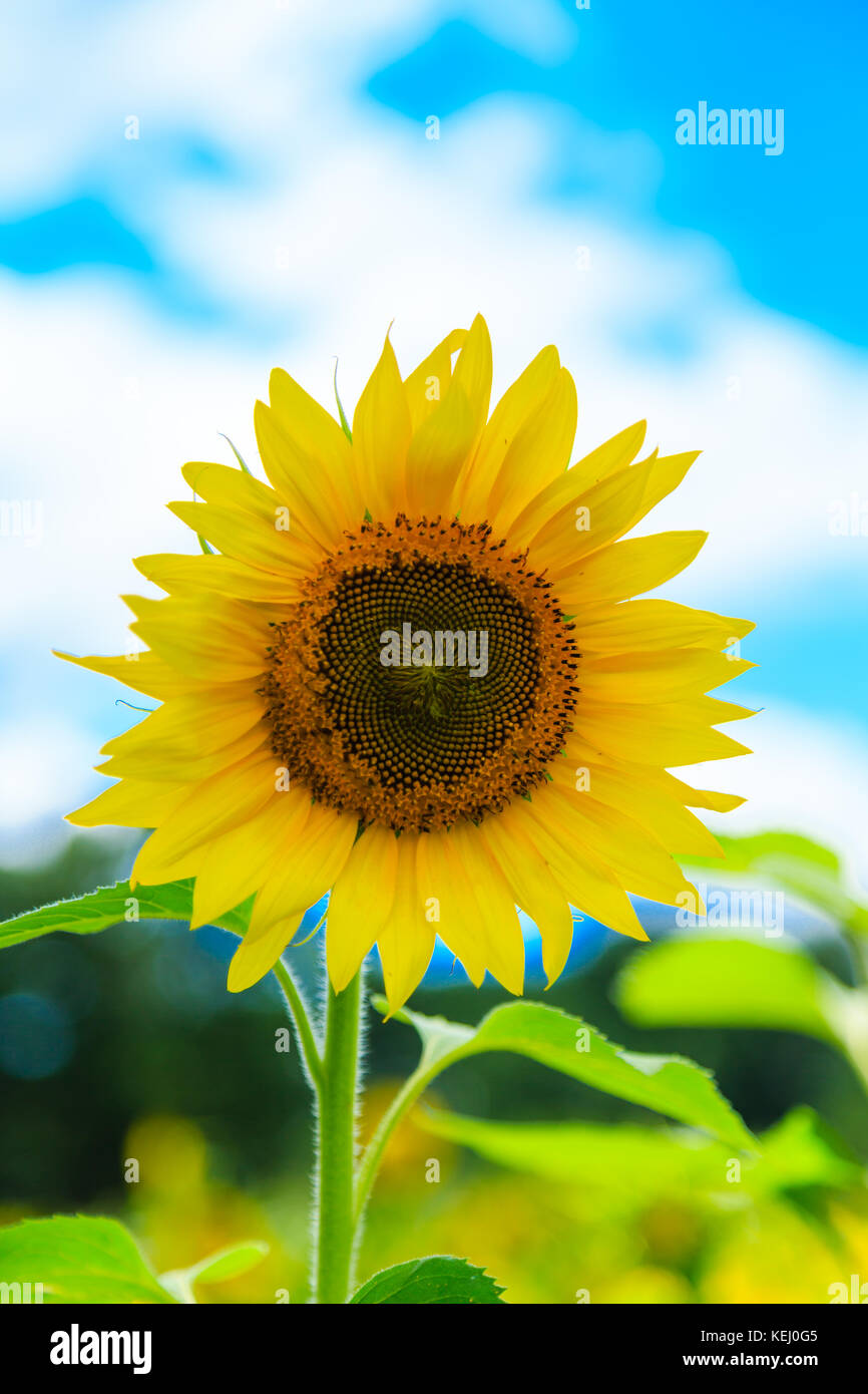 A field of brilliant yellow sunflowers in a sunny, summer field Stock ...