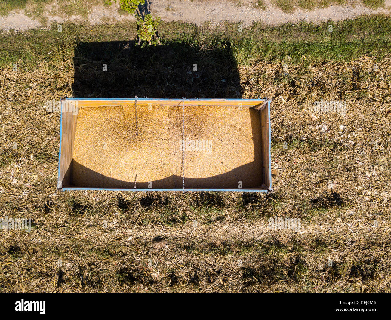 Corn field texture hi-res stock photography and images - Alamy