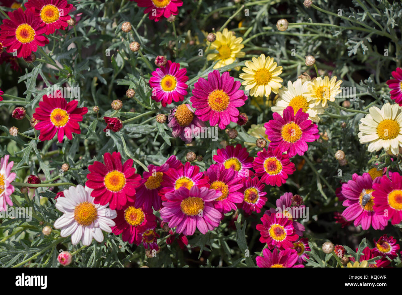 Colorful blooming wild spring flowers Stock Photo - Alamy