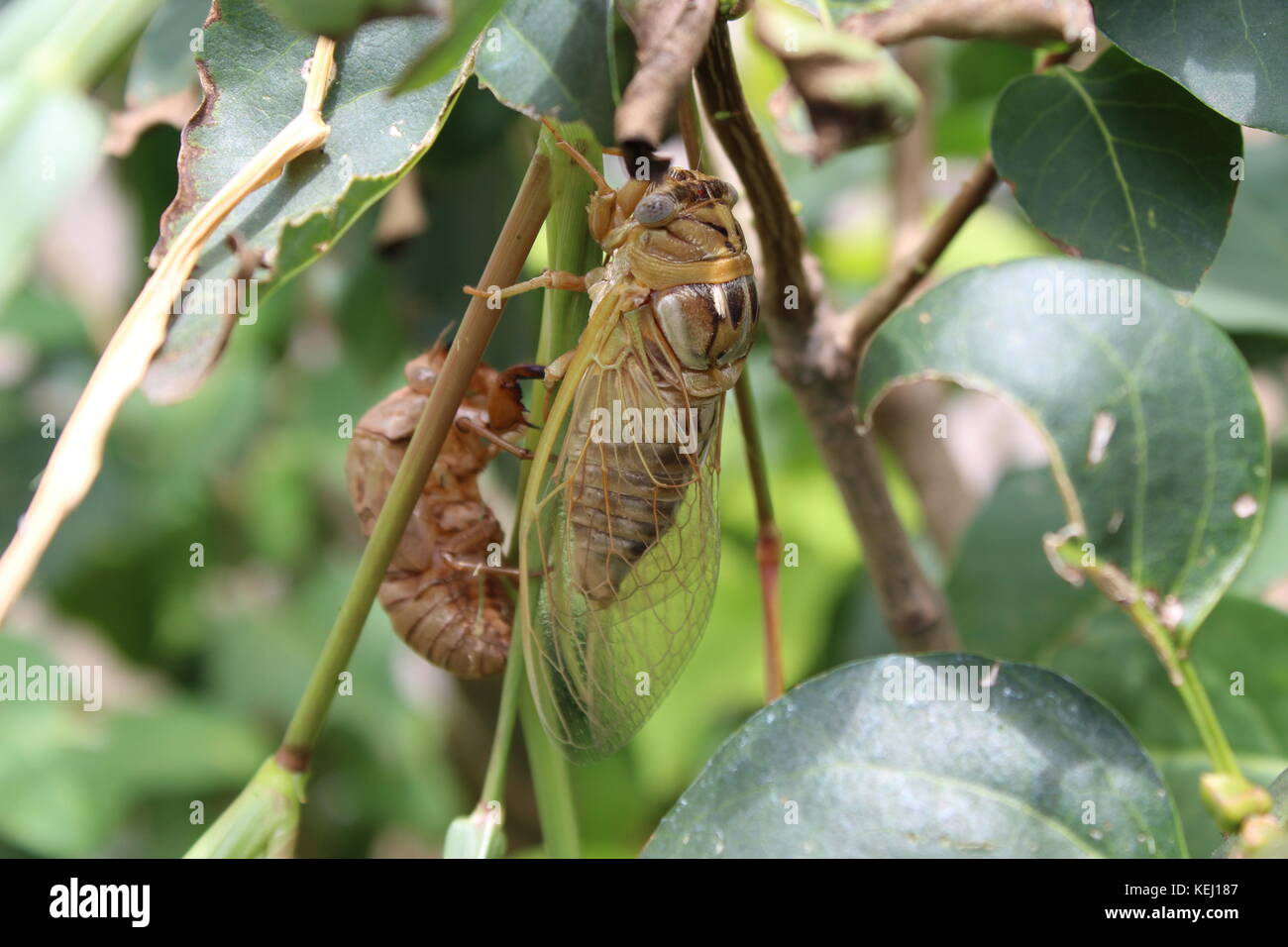Brown locust hi-res stock photography and images - Alamy