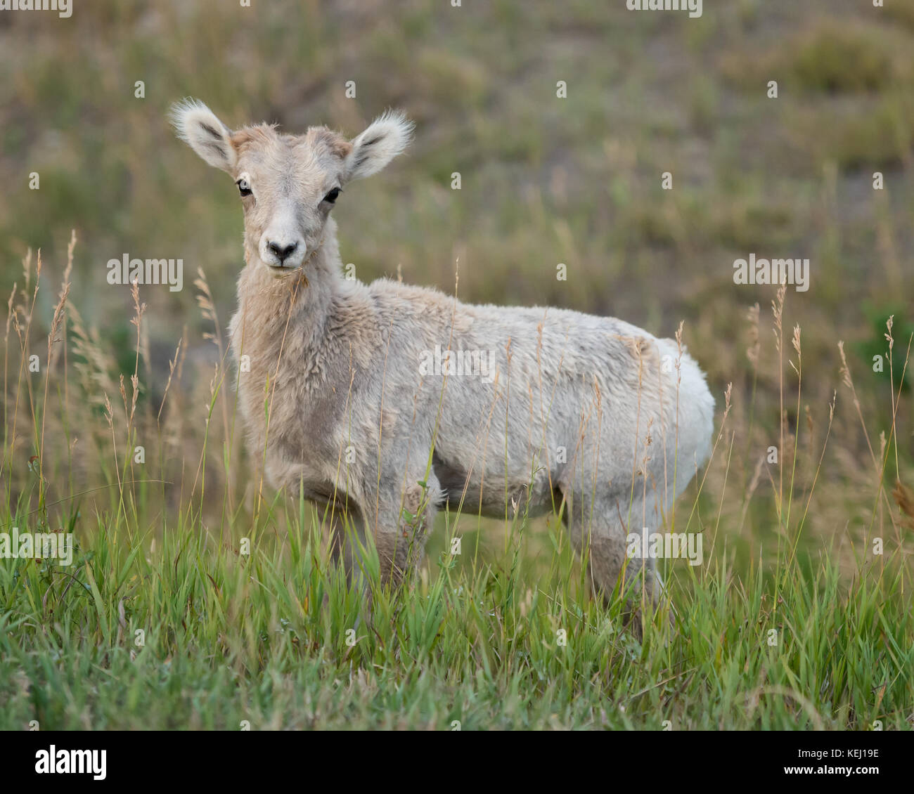 Big horn sheep (Ovis canadensis) in Badlands National Park in South ...