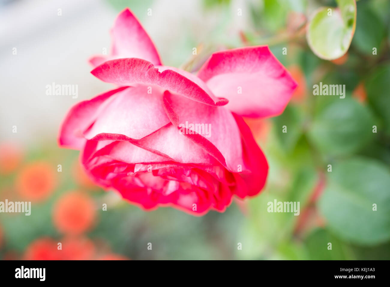 Beautiful fresh roses in close up view Stock Photo - Alamy
